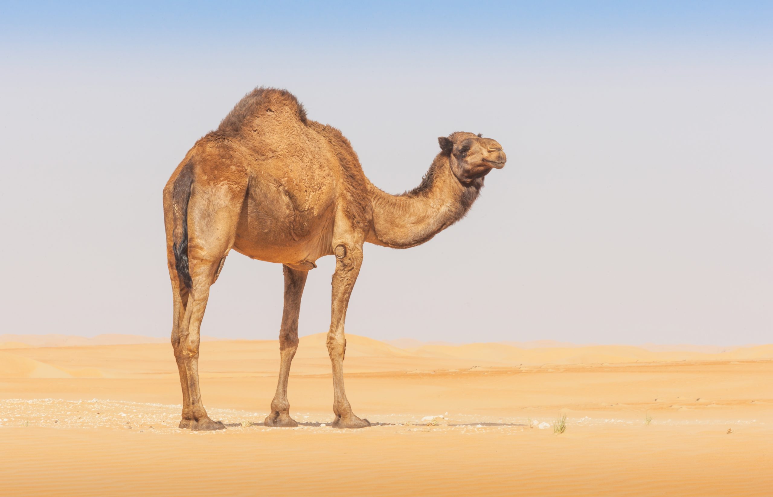 MERS-CoV linked to camels | American Medical Compliance